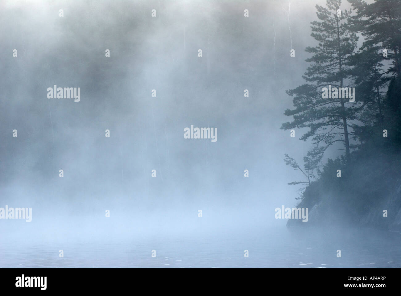 Forest mood with fog hi-res stock photography and images - Alamy