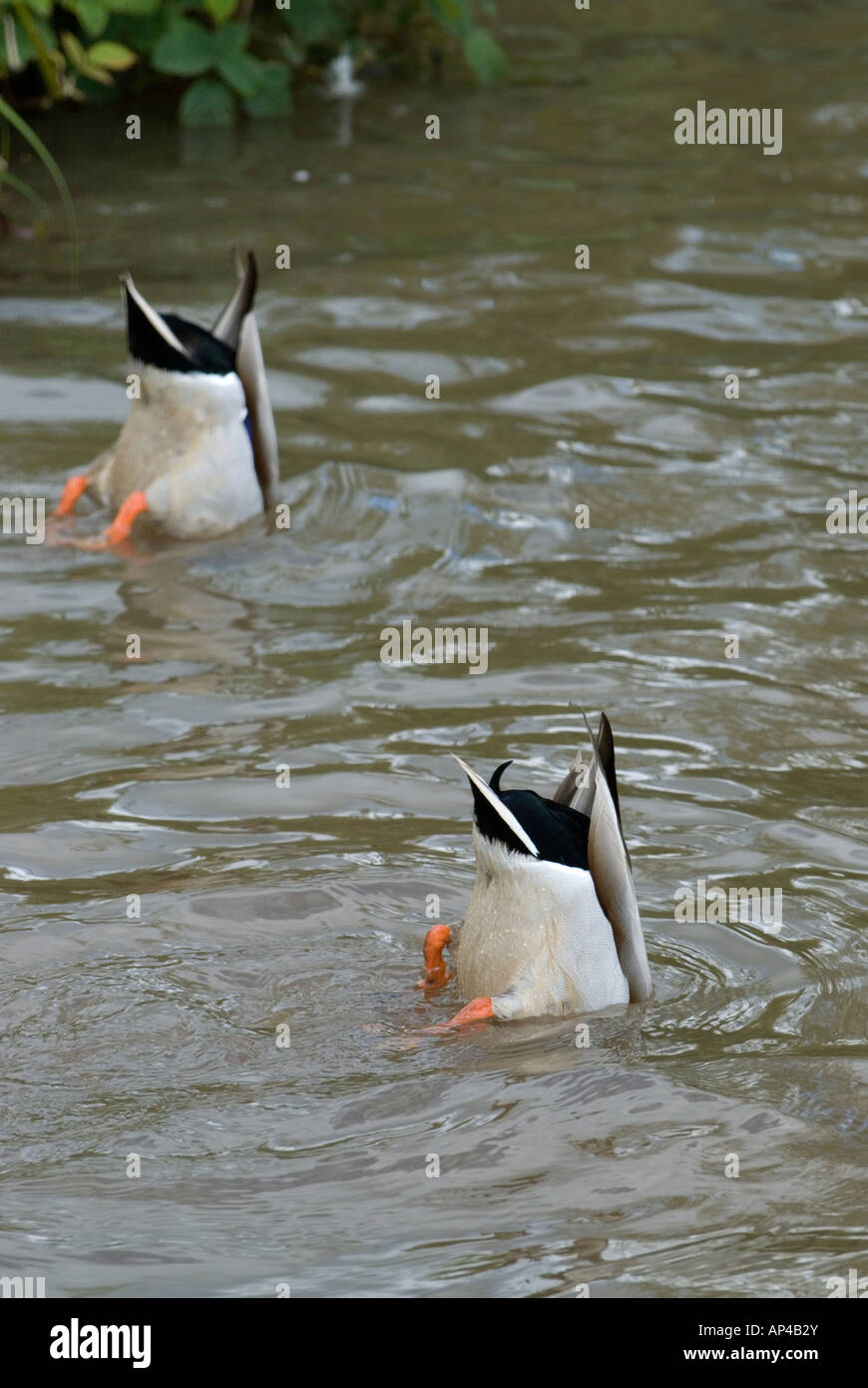 Underwater diving bird uk hi-res stock photography and images - Alamy