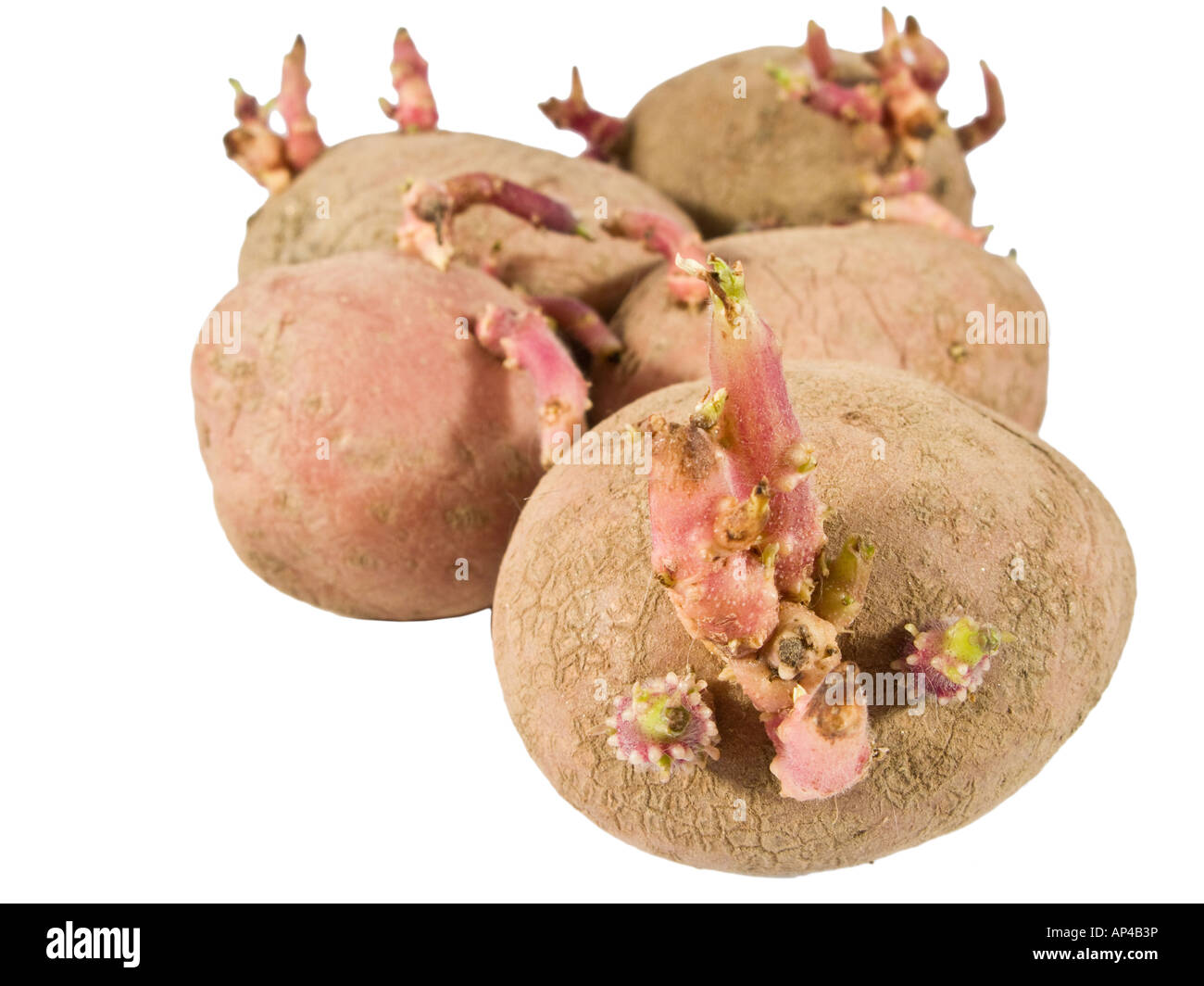 Rotten potatoes Cut Out Stock Images & Pictures - Alamy