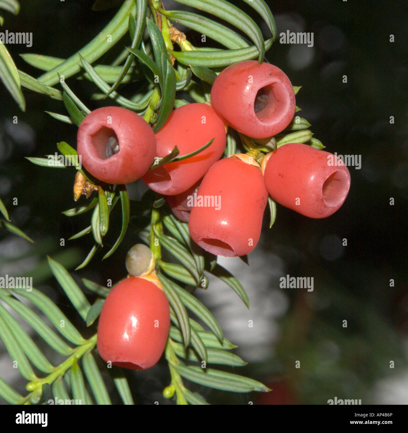 Yew Berries close up Stock Photo - Alamy