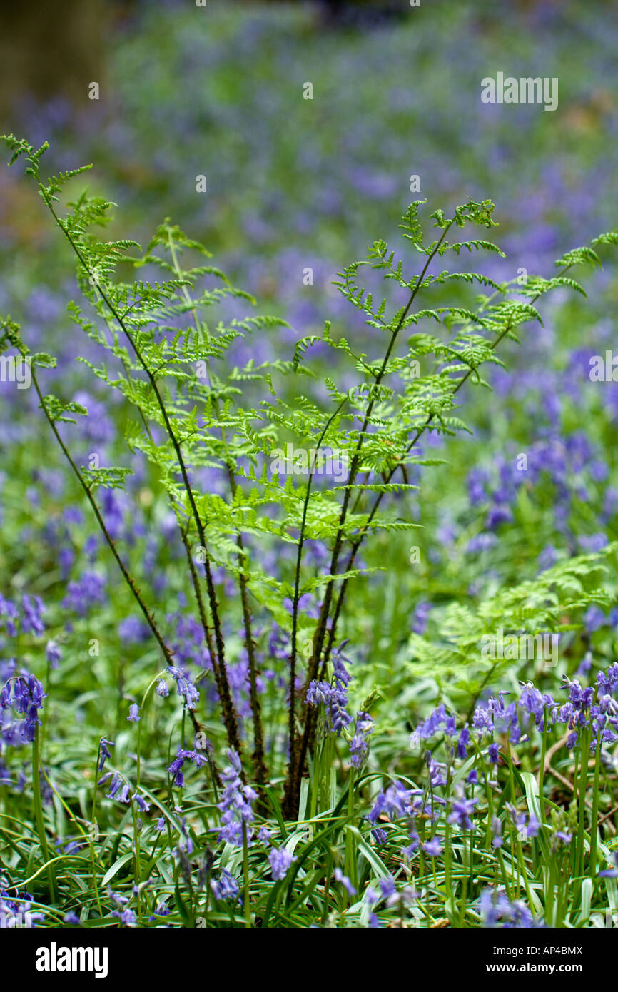 young fern growing through a patch of bluebells Stock Photo - Alamy