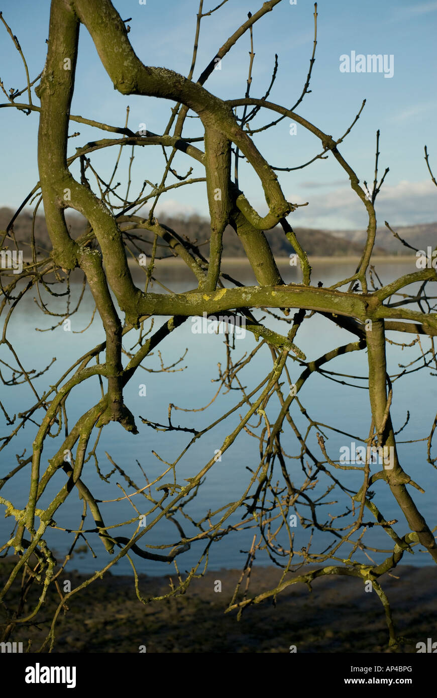 Tidal tree hi-res stock photography and images - Alamy