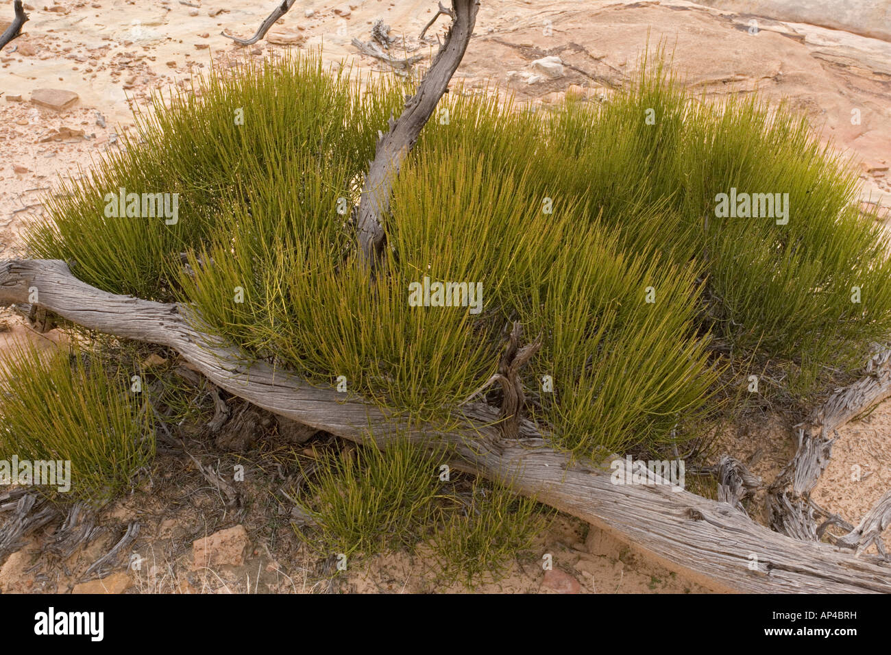 Mormon tea Ephedra viridis one of the joint pines used to make a ...