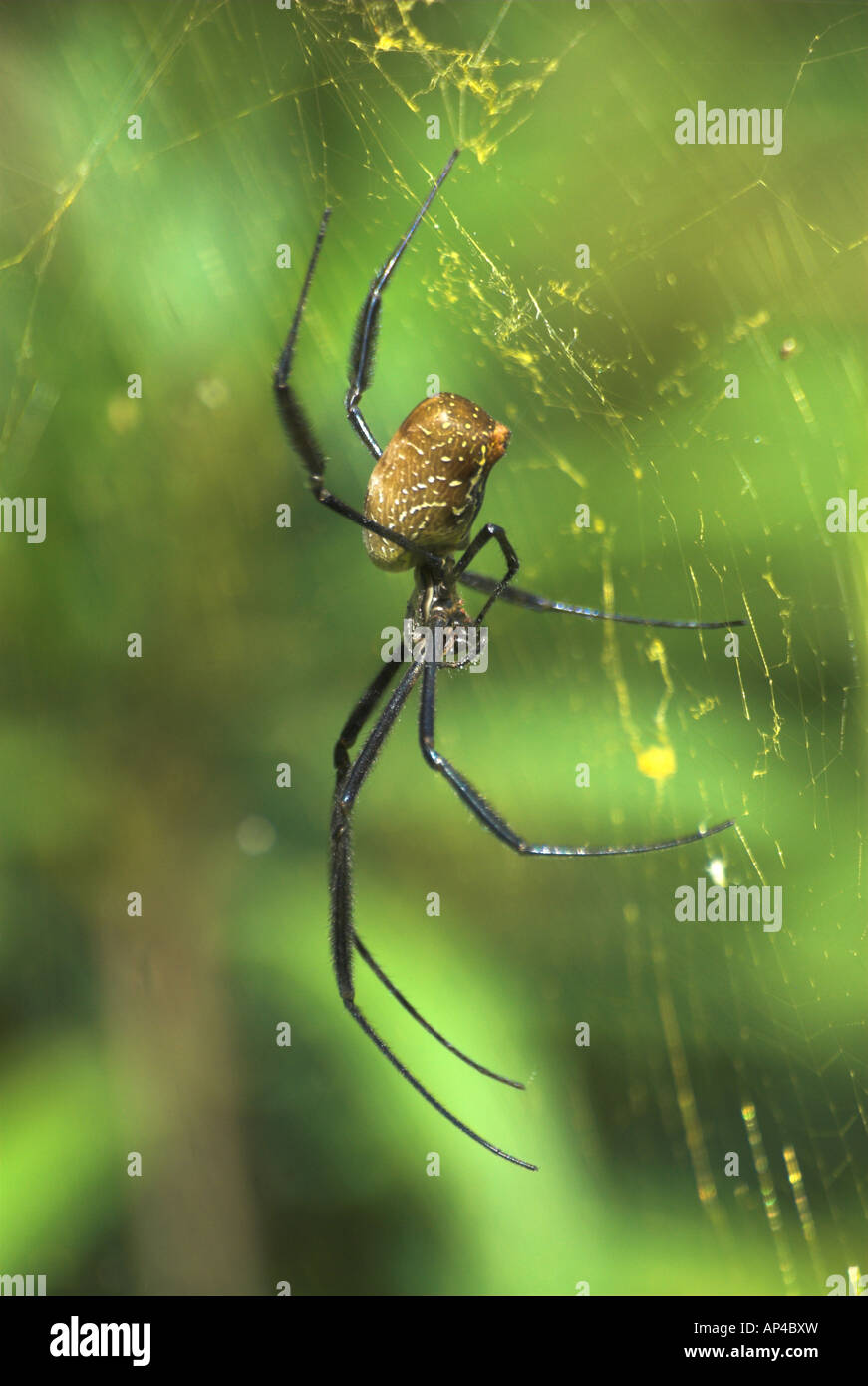 large orb web spider on a web Stock Photo - Alamy