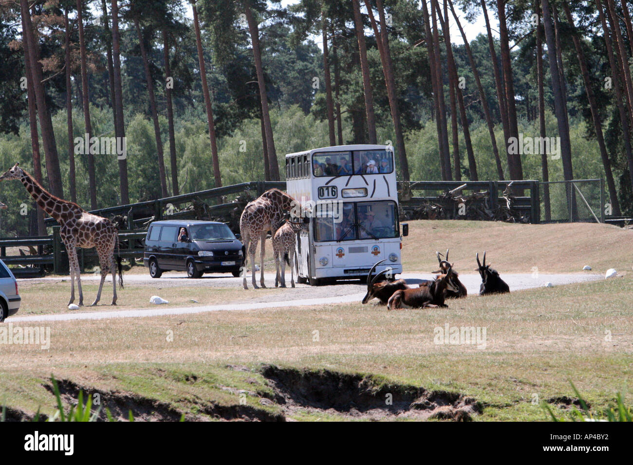 Safari bus jungle hi-res stock photography and images - Alamy