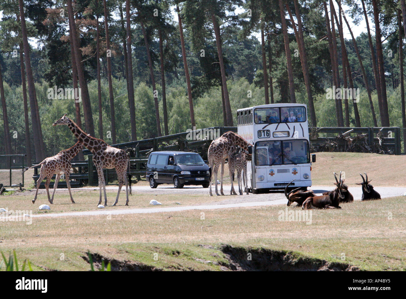 Safari bus jungle hi-res stock photography and images - Alamy