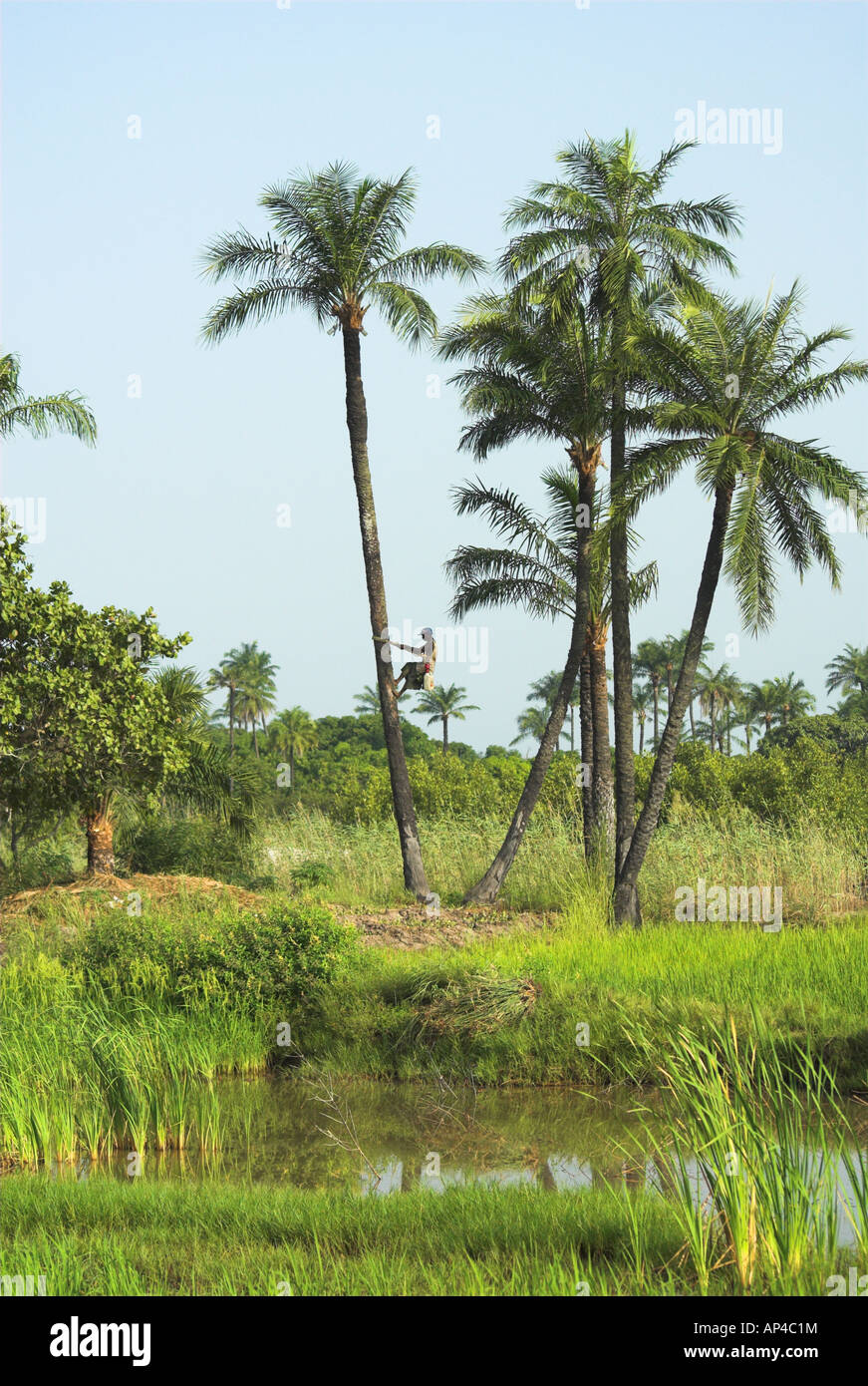 Palm sap hi-res stock photography and images - Alamy