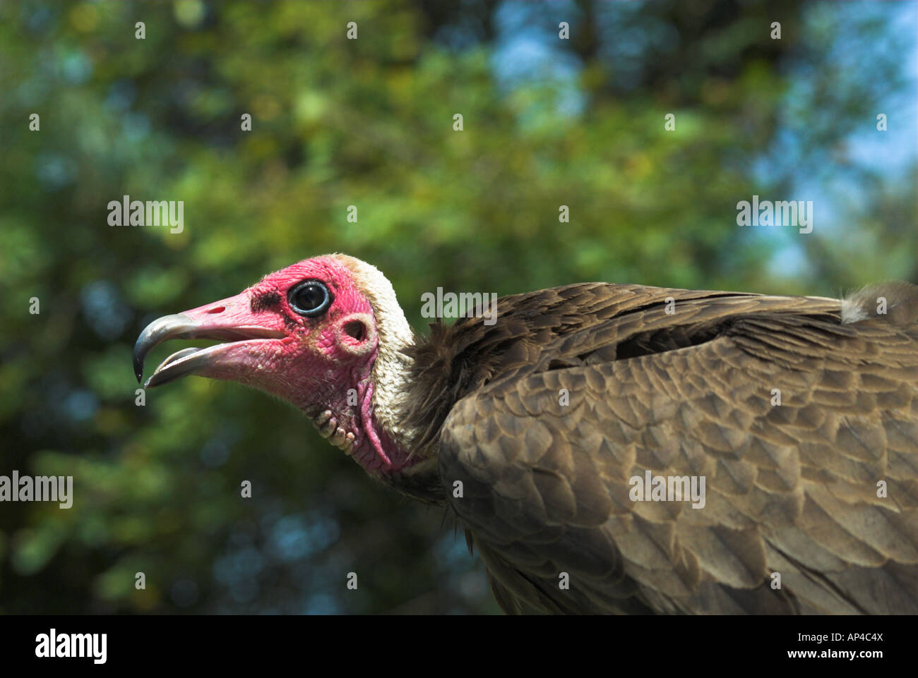 Hooded vulture beak hi-res stock photography and images - Alamy