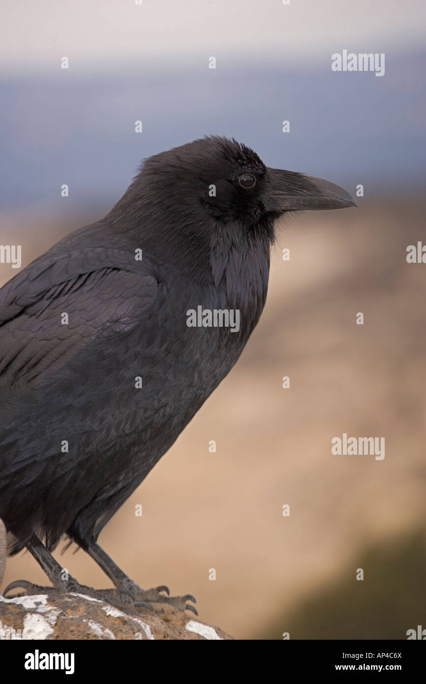 Raven perched hi-res stock photography and images - Alamy