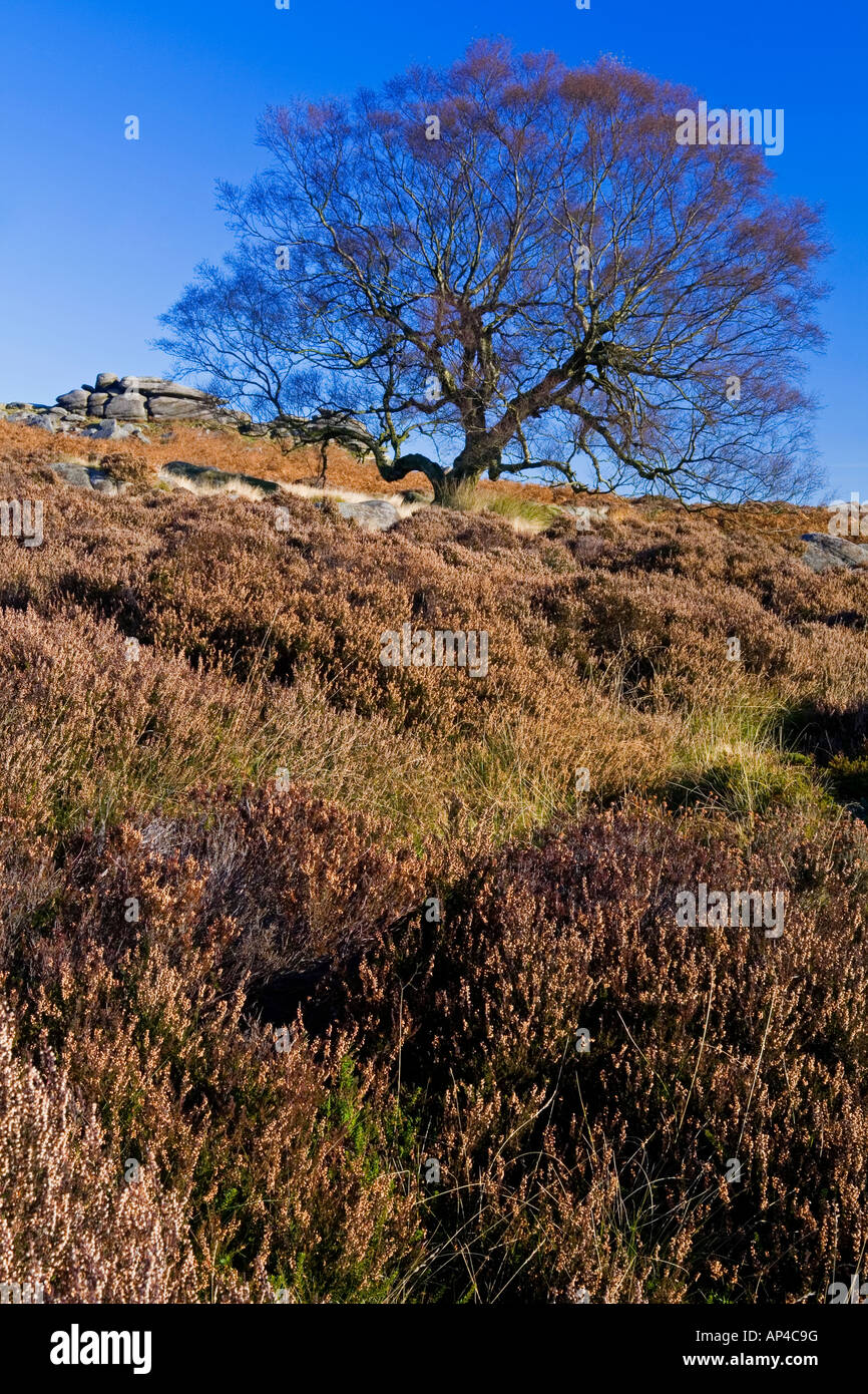 Tree and heather at Lawrence Field on Longshaw Estate near Hathersage ...