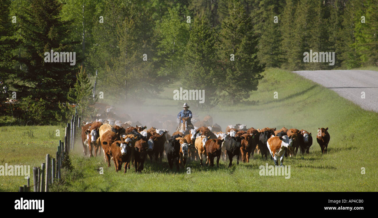 Cattle ranching history hi-res stock photography and images - Alamy