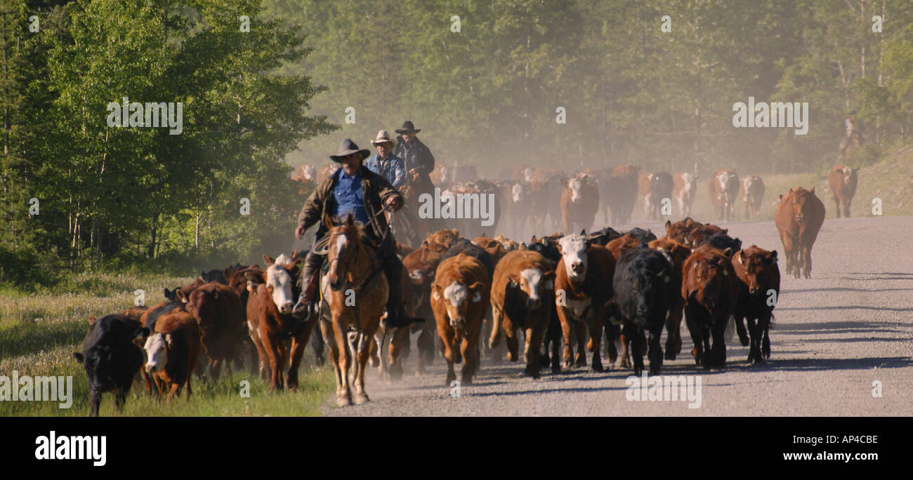 Cattle and equines hi-res stock photography and images - Alamy