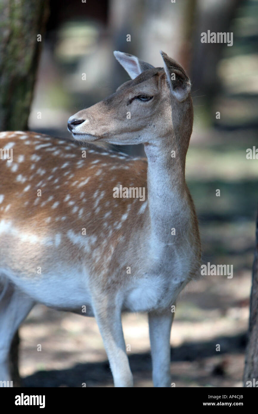 Really pretty animals hi-res stock photography and images - Alamy