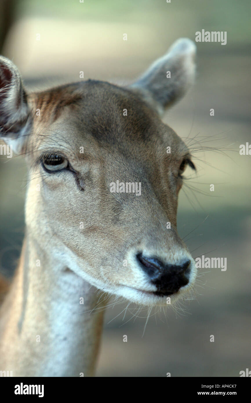 Miraculous deer hi-res stock photography and images - Alamy