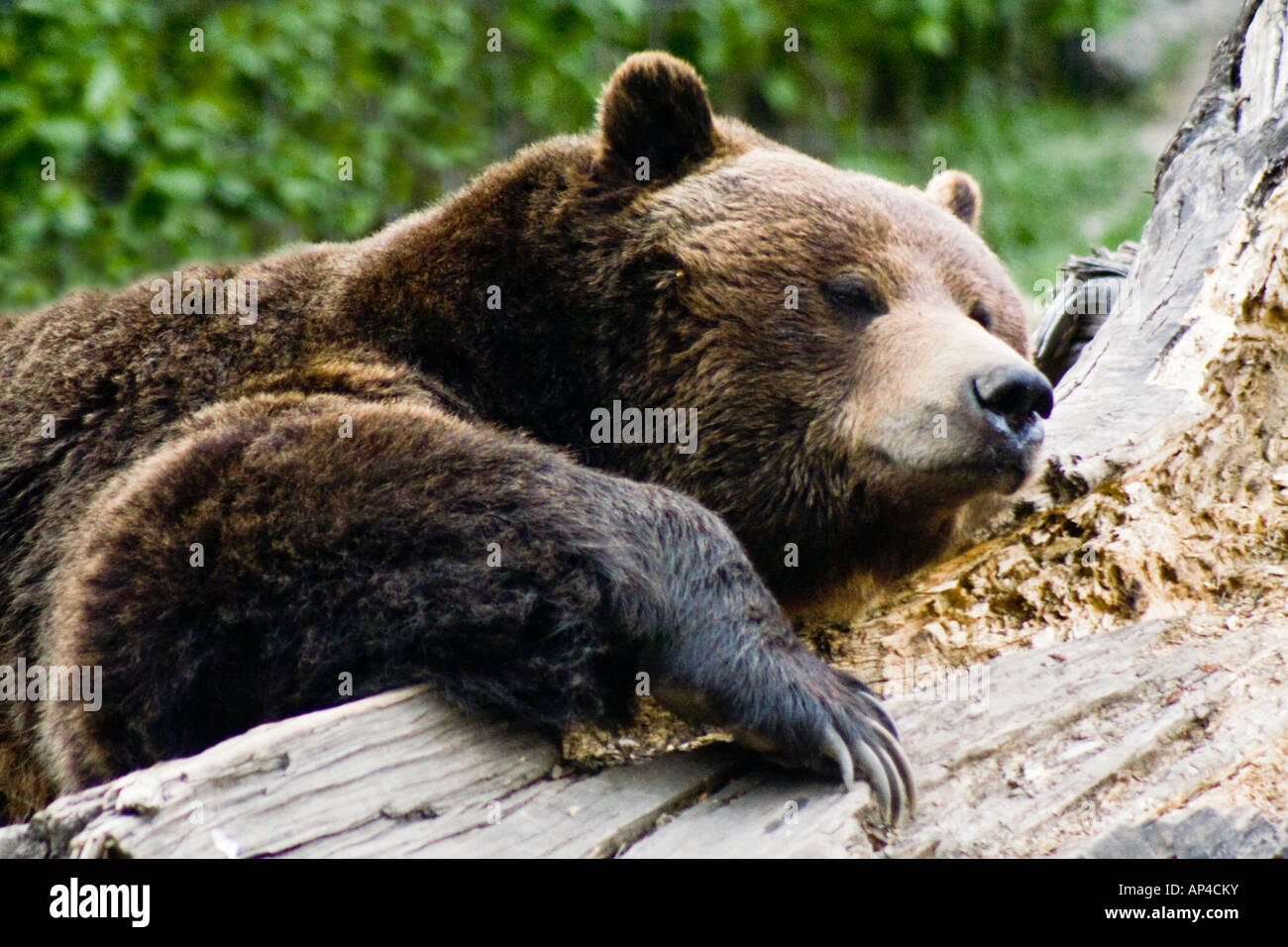 Grizzly Bear Slumped Across a Log Stock Photo - Alamy