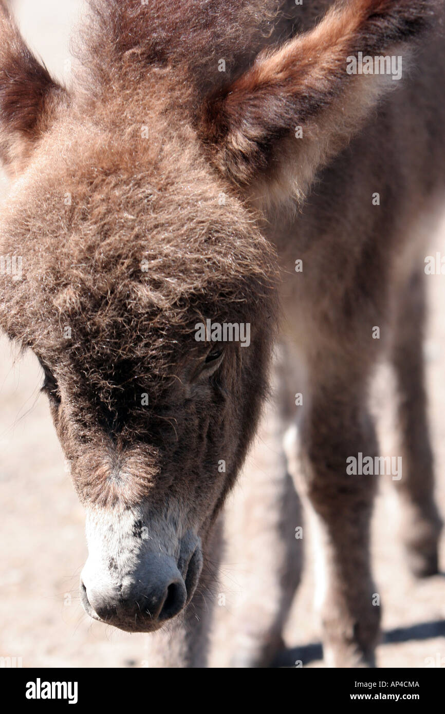 Littl animal hi-res stock photography and images - Alamy