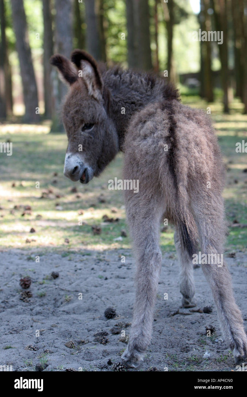 Littl animal hi-res stock photography and images - Alamy