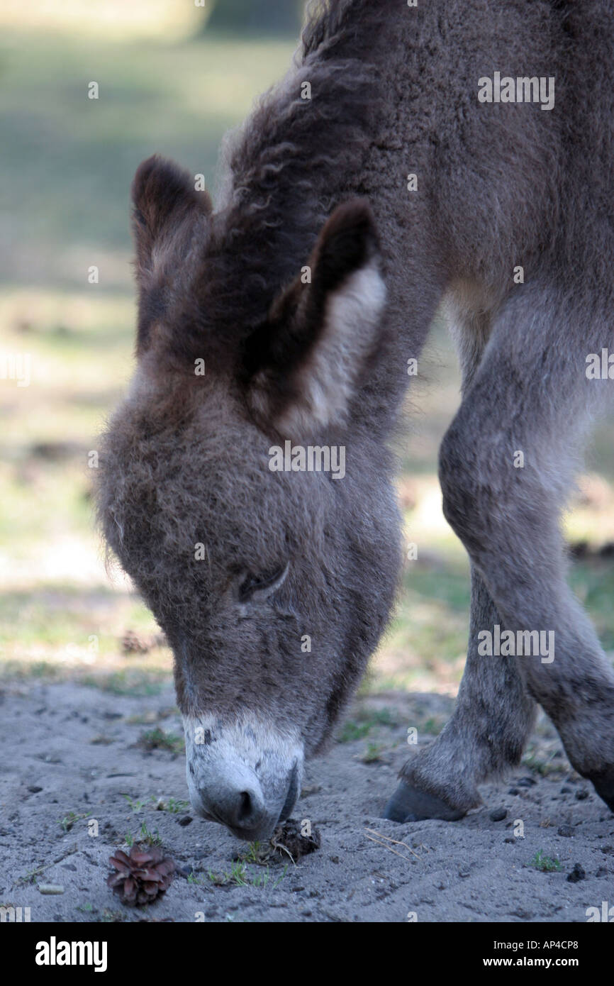 Littl animal hi-res stock photography and images - Alamy