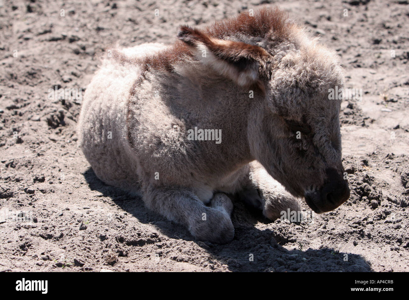Littl animal hi-res stock photography and images - Alamy