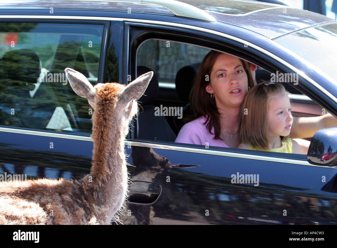 deer playing with kinder by the car Stock Photo - Alamy