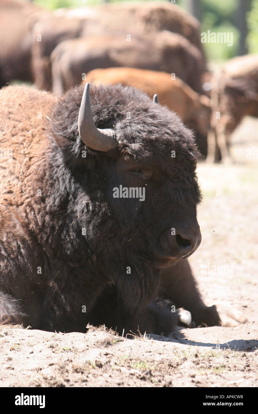 Really pretty animals hi-res stock photography and images - Alamy