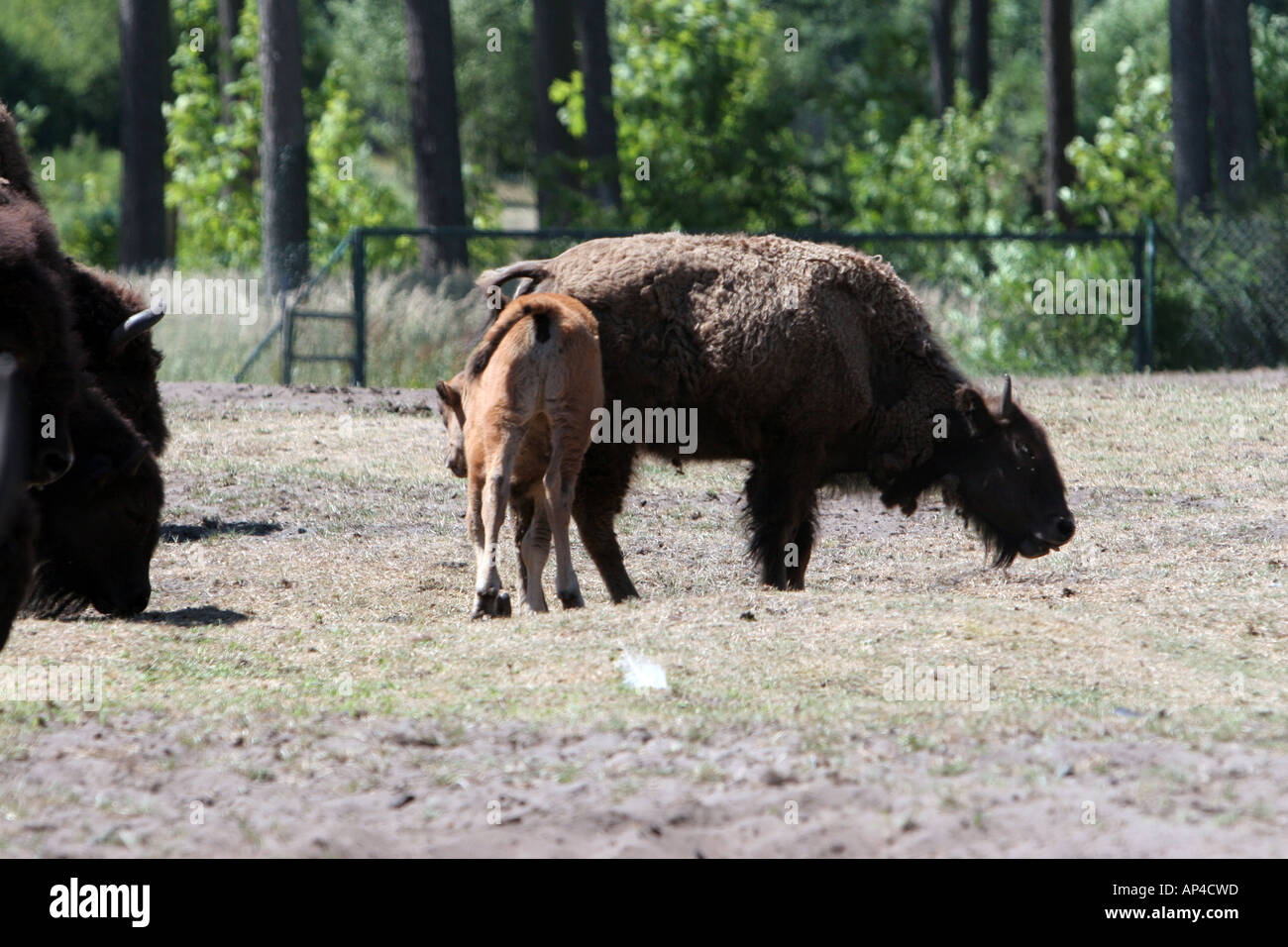 Really pretty animals hi-res stock photography and images - Alamy