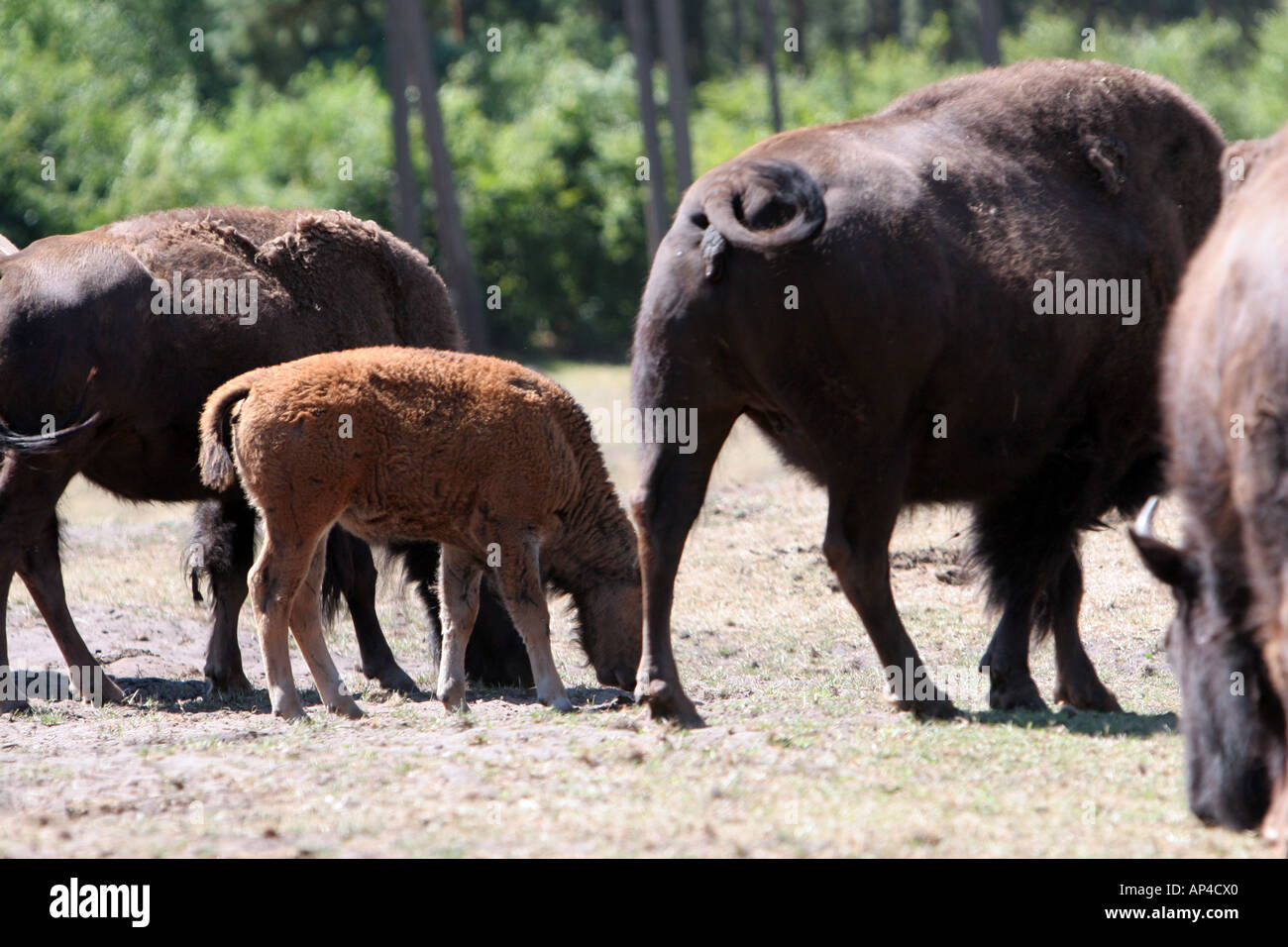 Really pretty animals hi-res stock photography and images - Alamy