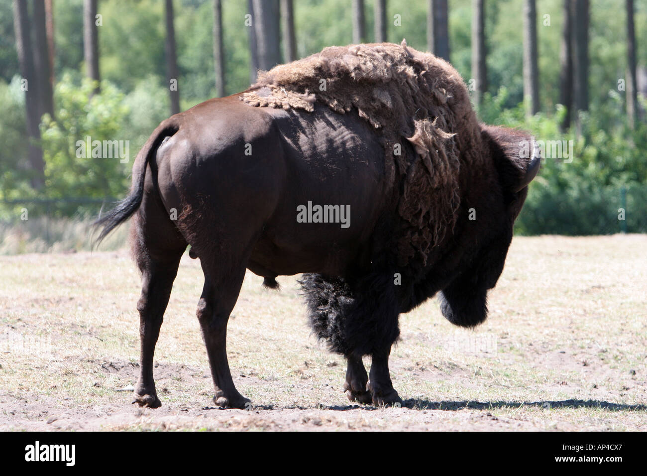 Really pretty animals hi-res stock photography and images - Alamy