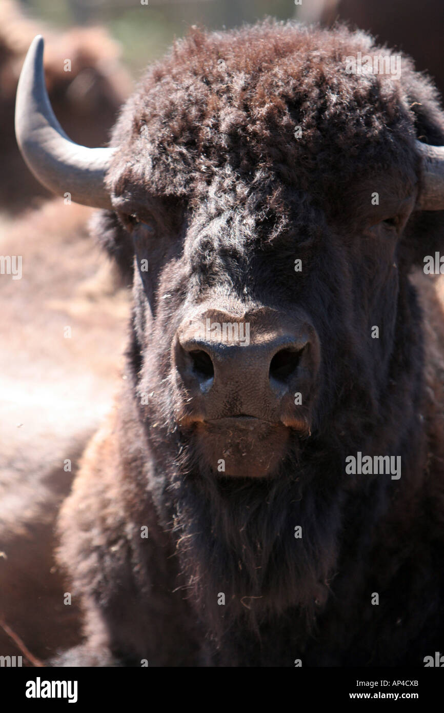 Really pretty animals hi-res stock photography and images - Alamy