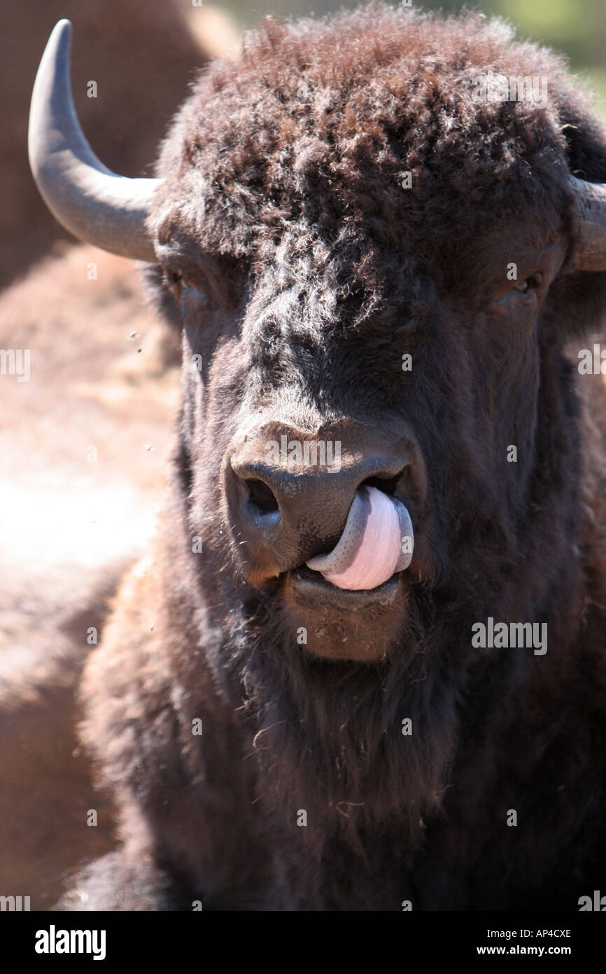 Bison wonderful animal hi-res stock photography and images - Alamy