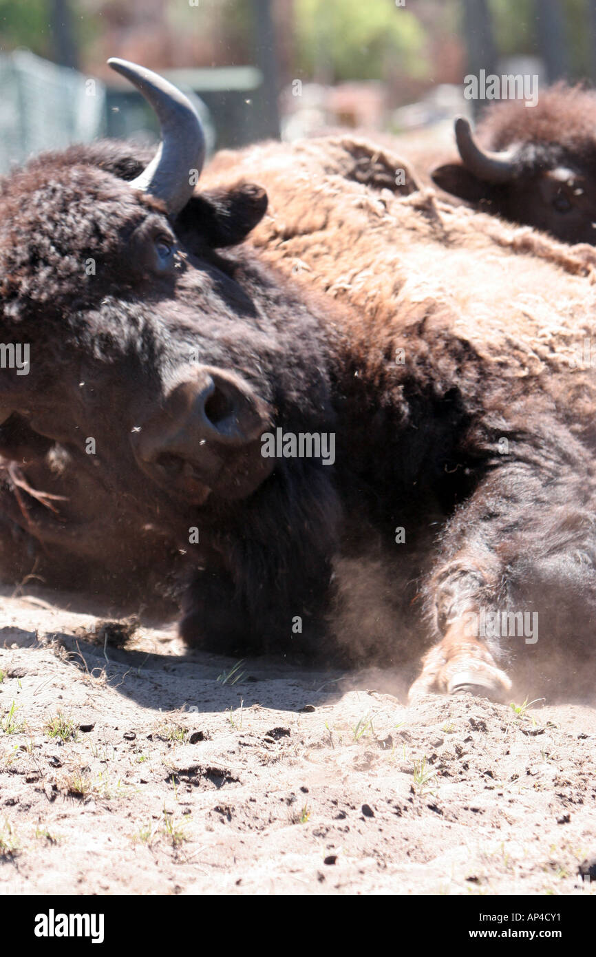 Really pretty animals hi-res stock photography and images - Alamy