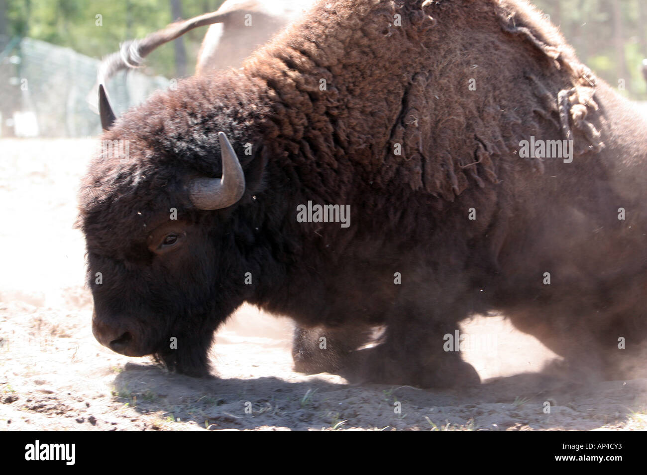 Really pretty animals hi-res stock photography and images - Alamy