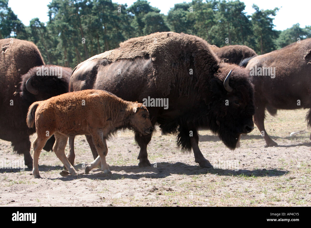 Gorgeous bison hi-res stock photography and images - Alamy