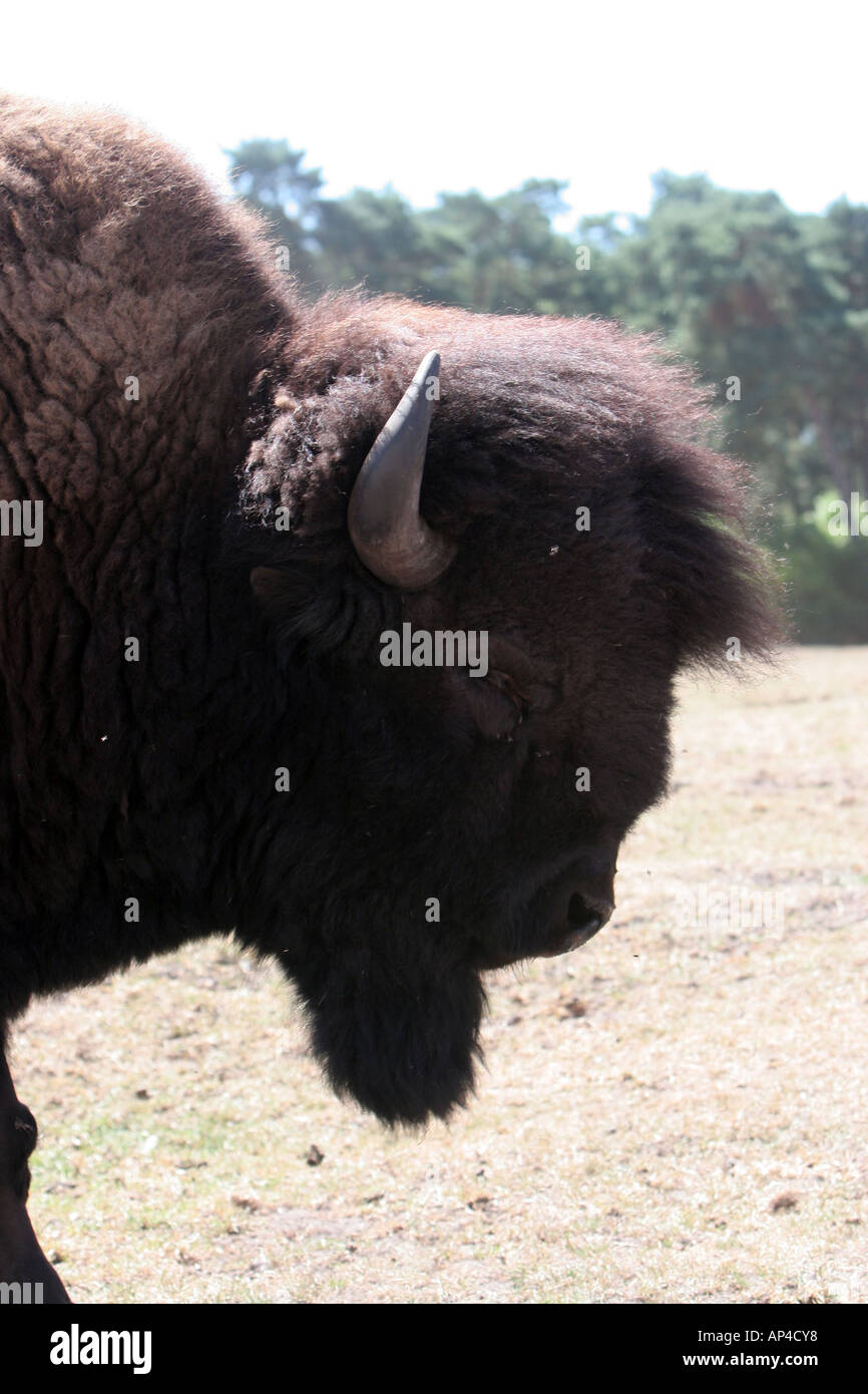 Really pretty animals hi-res stock photography and images - Alamy