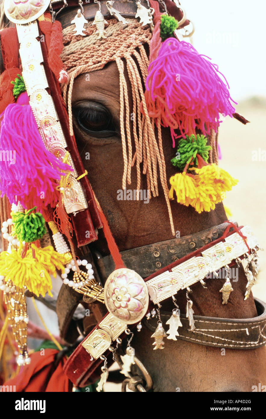 Marwari dancing horse Stock Photo - Alamy