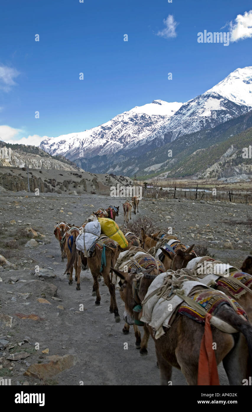 Pack of mules on the way to Manang village. Annapurna circuit trek ...