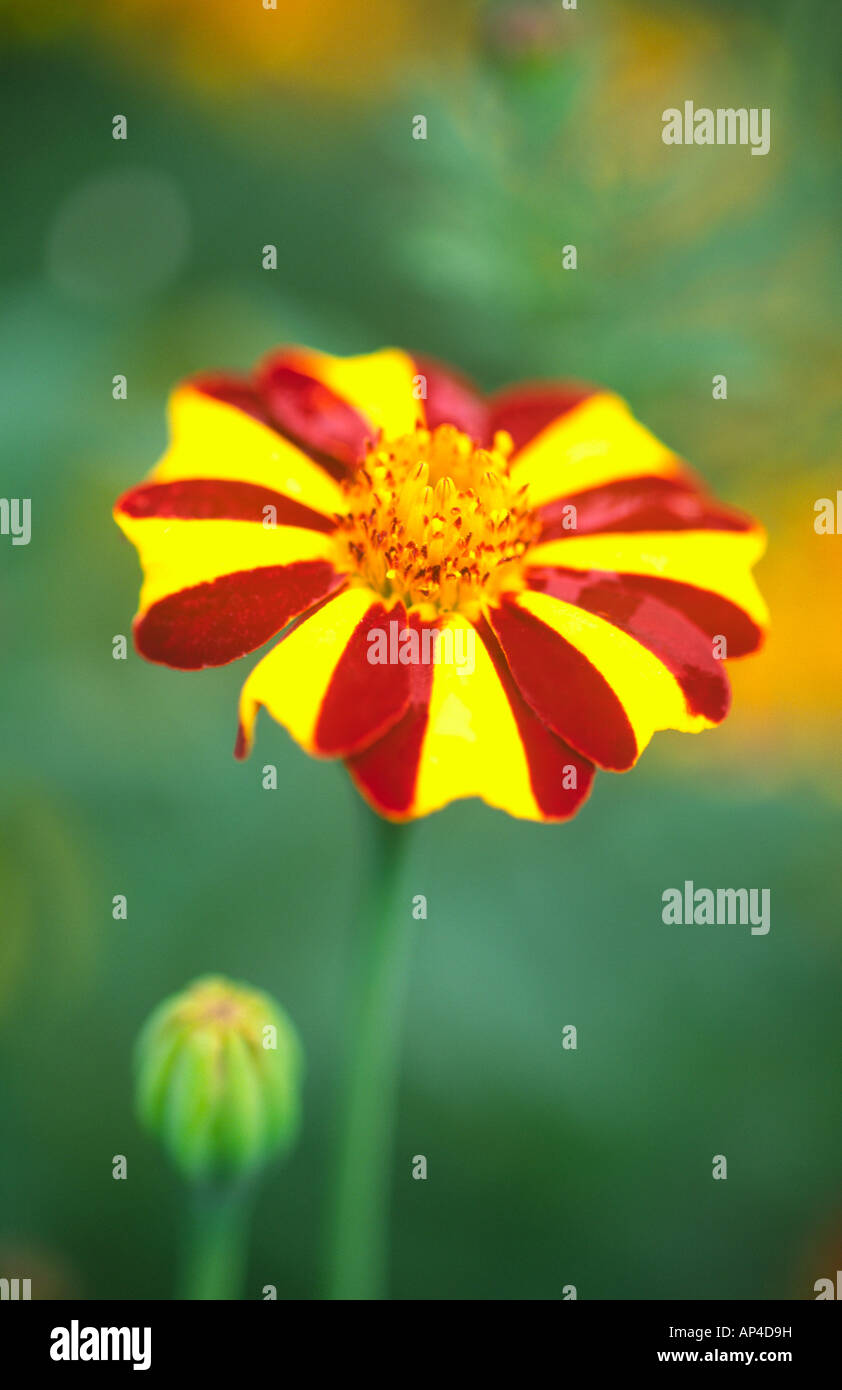 Yellow and Red Marigold Flower Stock Photo - Alamy