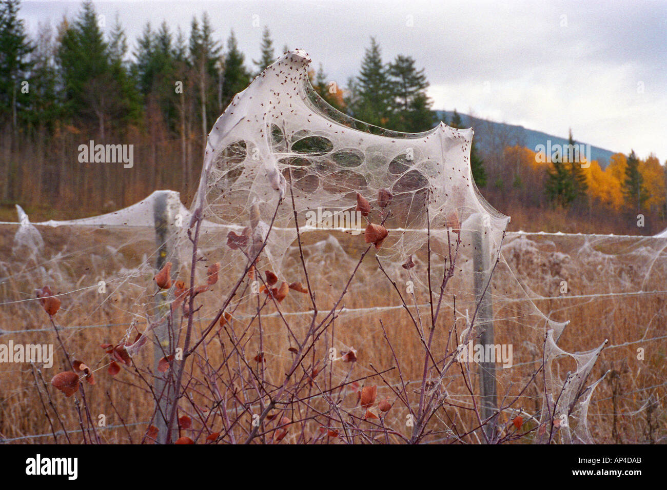 Ballooning spider hi-res stock photography and images - Alamy