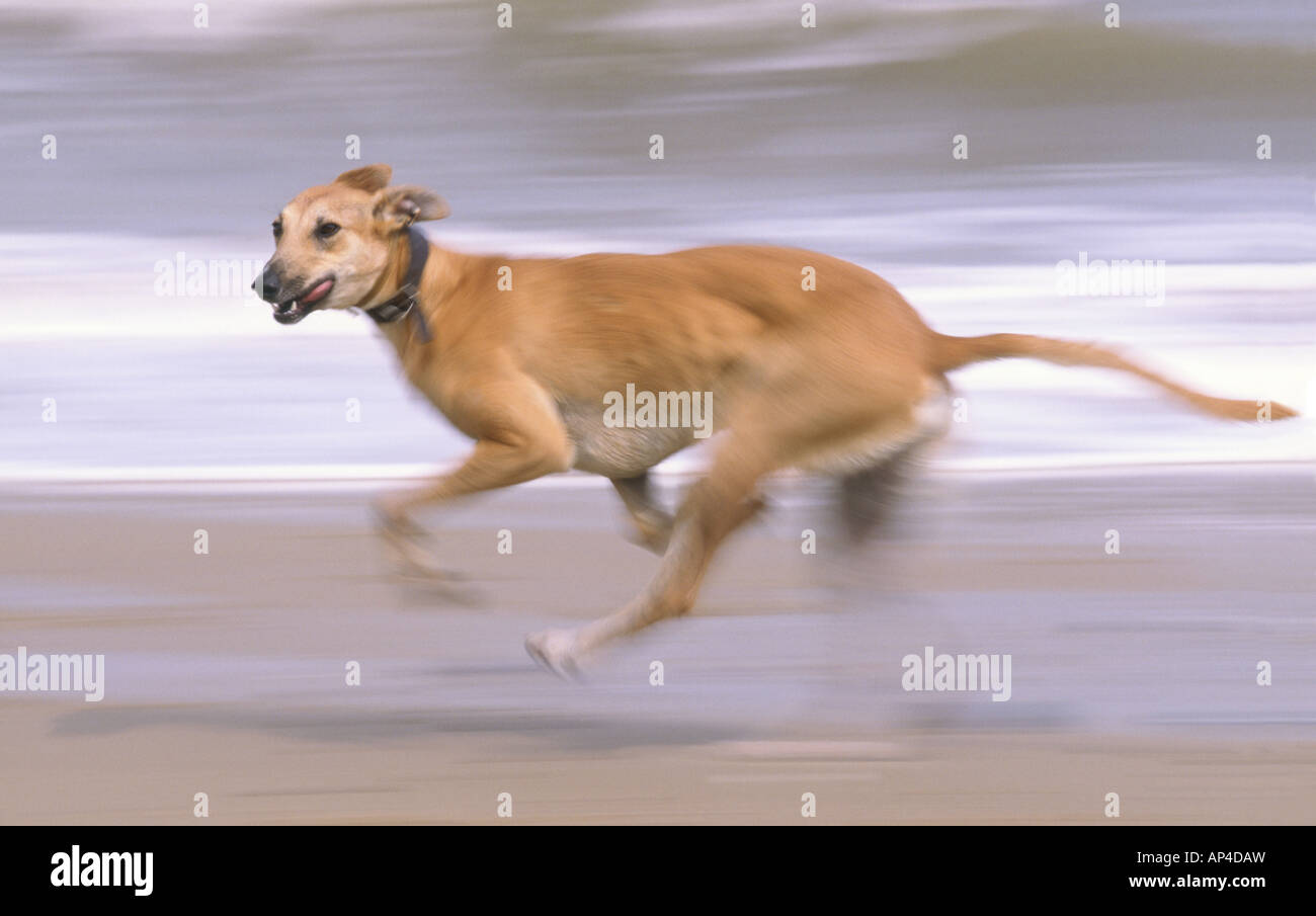 Sea greyhound hi-res stock photography and images - Alamy