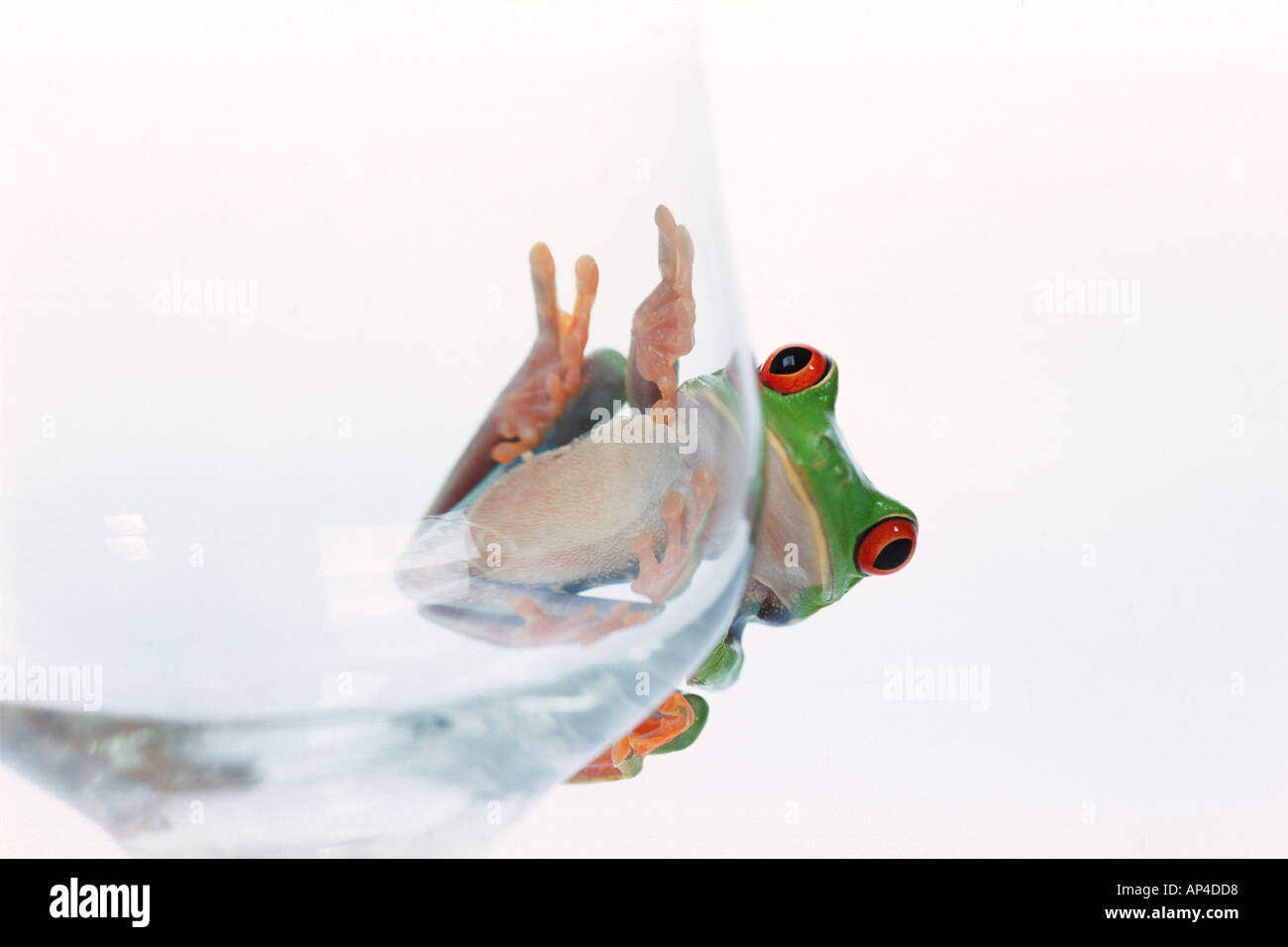 Glass red eyed tree frog hi-res stock photography and images - Alamy