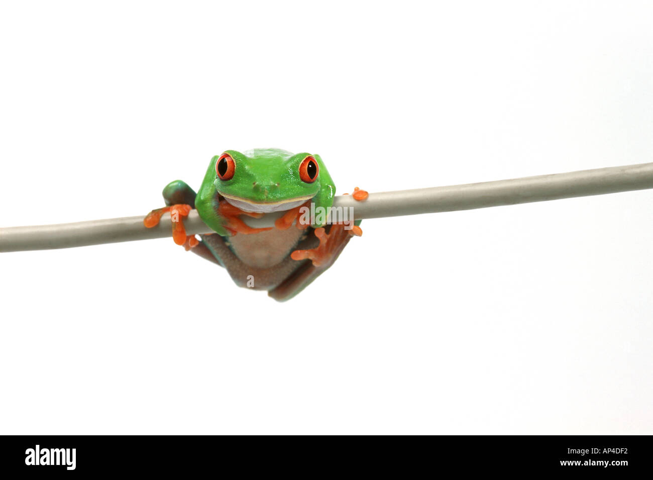 Red eyed tree frog climb Cut Out Stock Images & Pictures - Alamy