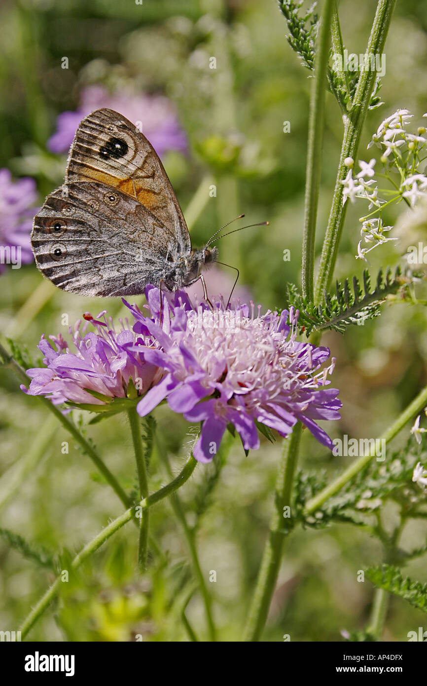 Weak flower hi-res stock photography and images - Alamy