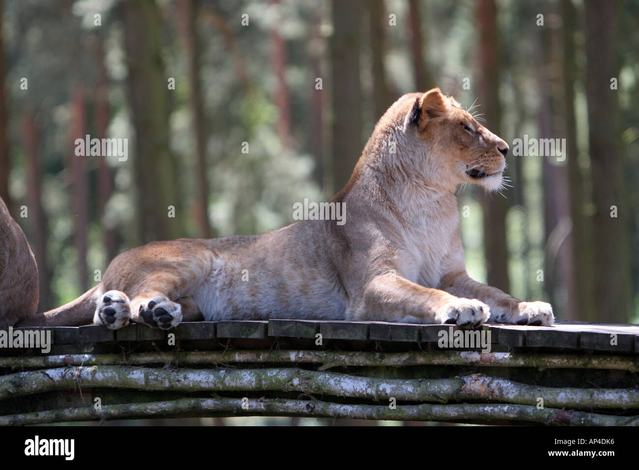 Really pretty animals hi-res stock photography and images - Alamy