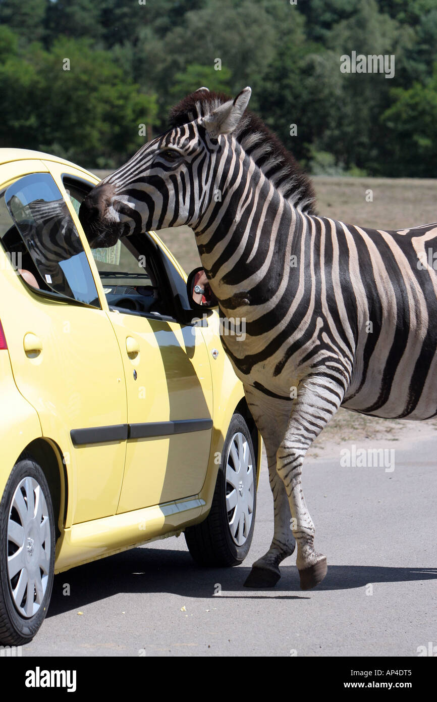 Zebras standing watch hi-res stock photography and images - Alamy