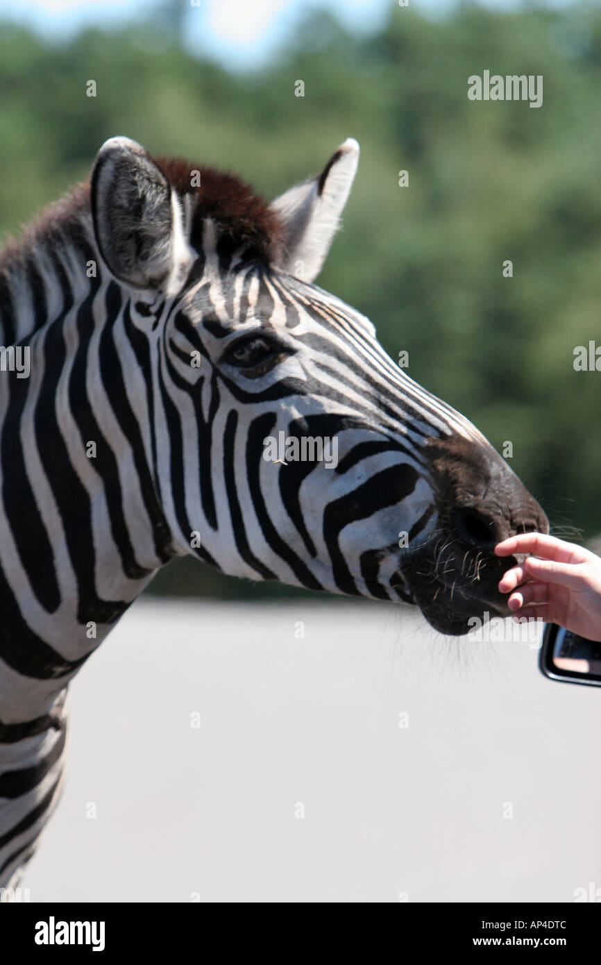 zebra playing with people Stock Photo - Alamy