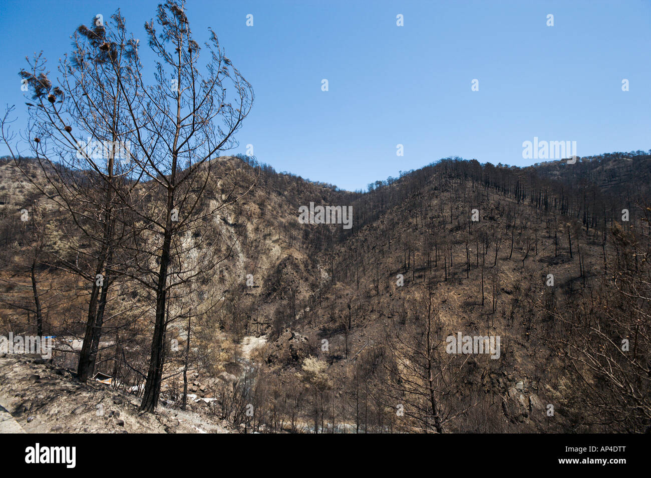 Aftermath of forest fire hi-res stock photography and images - Alamy