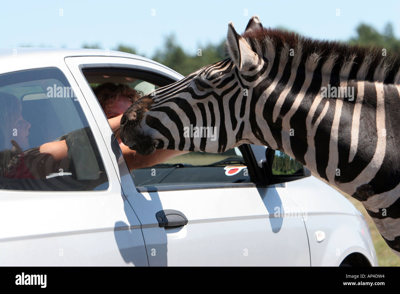 zebra playing with people Stock Photo - Alamy