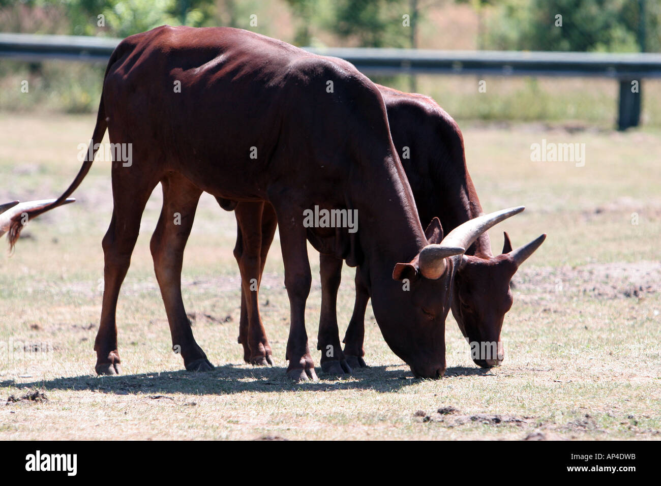 Watussirind hi-res stock photography and images - Alamy