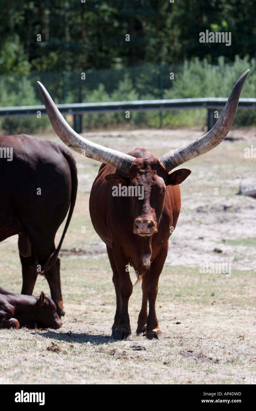 Watusi ankole cattle watussirind hi-res stock photography and images ...