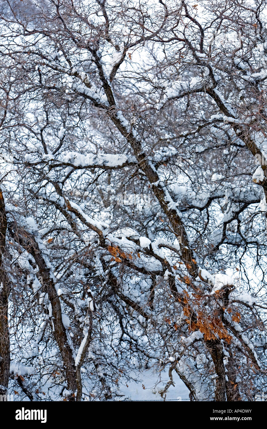 Oak brush winter snow verticle orientation Stock Photo - Alamy